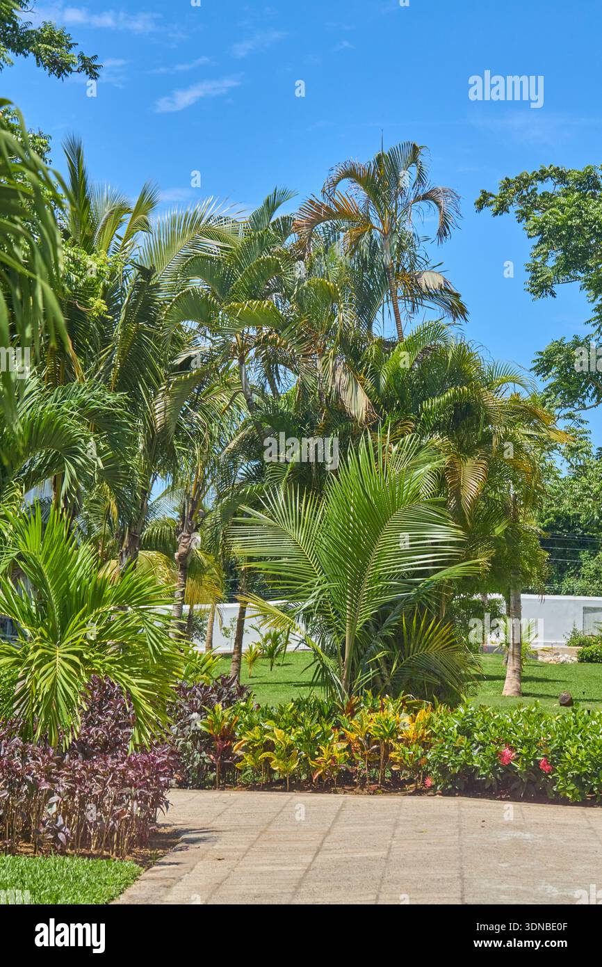 Walkway through the courtyard palm trees Stock Photo - Alamy