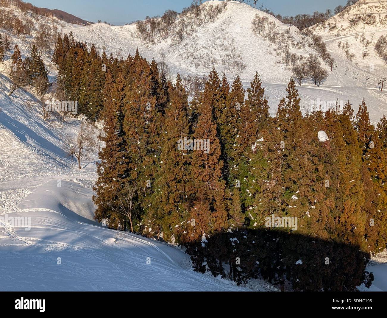 Dense forest of coniferous trees on a snowy mountain slope in Nagano ...