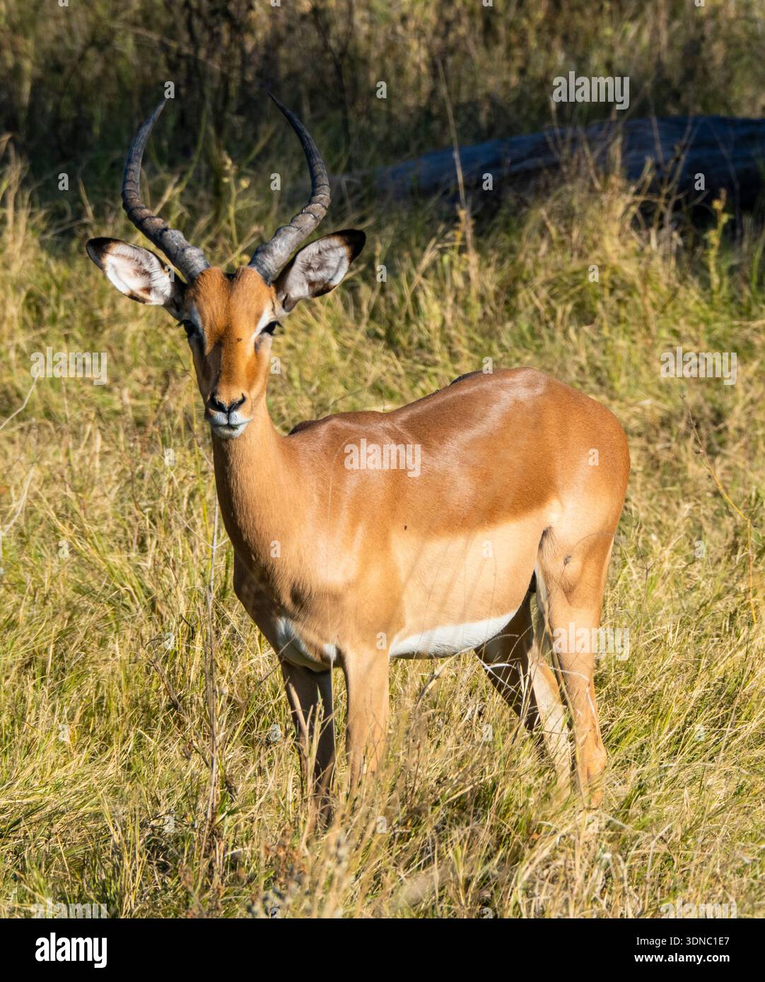 Moremi Game Reserve, Okavango Delta, Botswana Stock Photo - Alamy