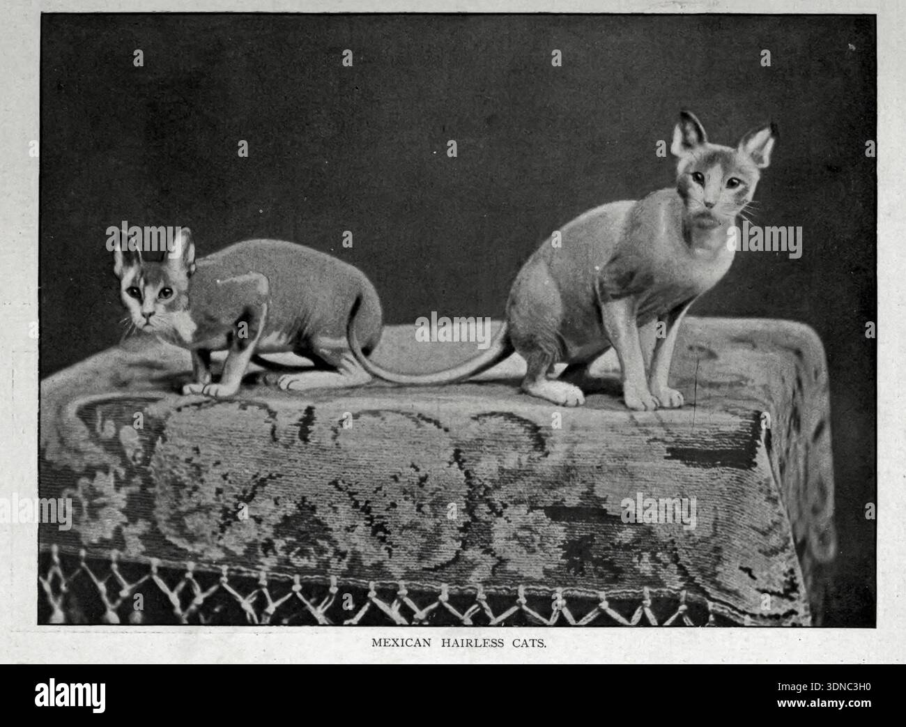 Two rare Mexican Hairless cats, recognized for their unique appearance ...