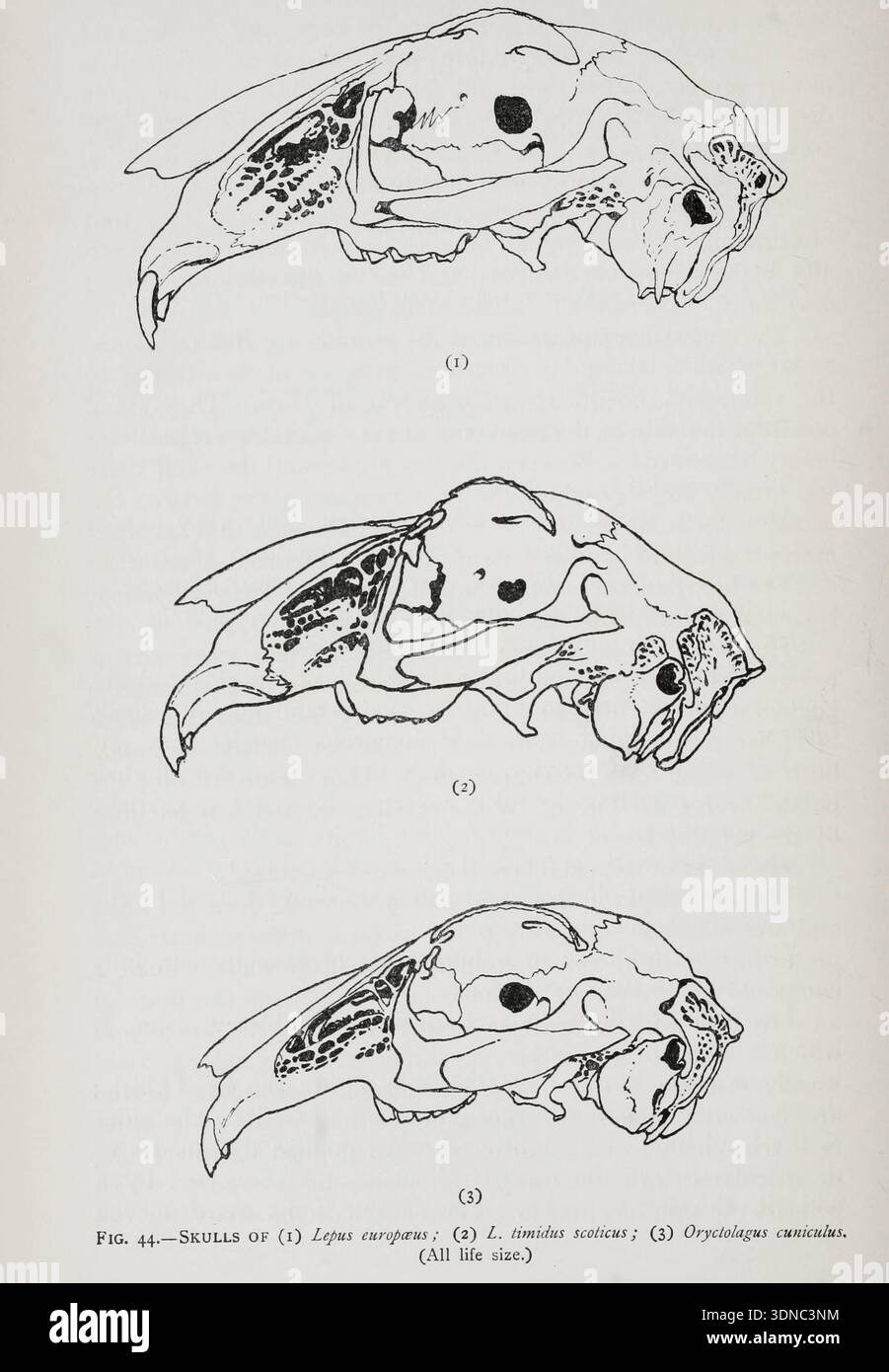 Comparing lateral views of three lagomorph skulls including European ...