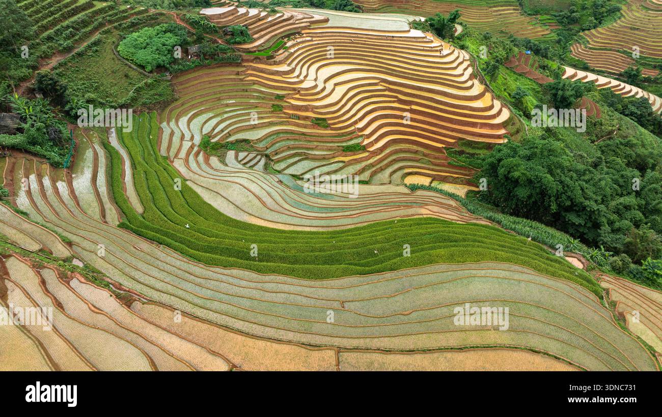 Hmong farmers prepare their fields and plant rice on terraced fields in ...
