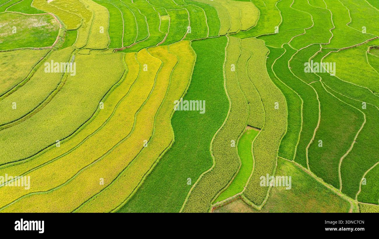 Hmong farmers prepare their fields and plant rice on terraced fields in ...