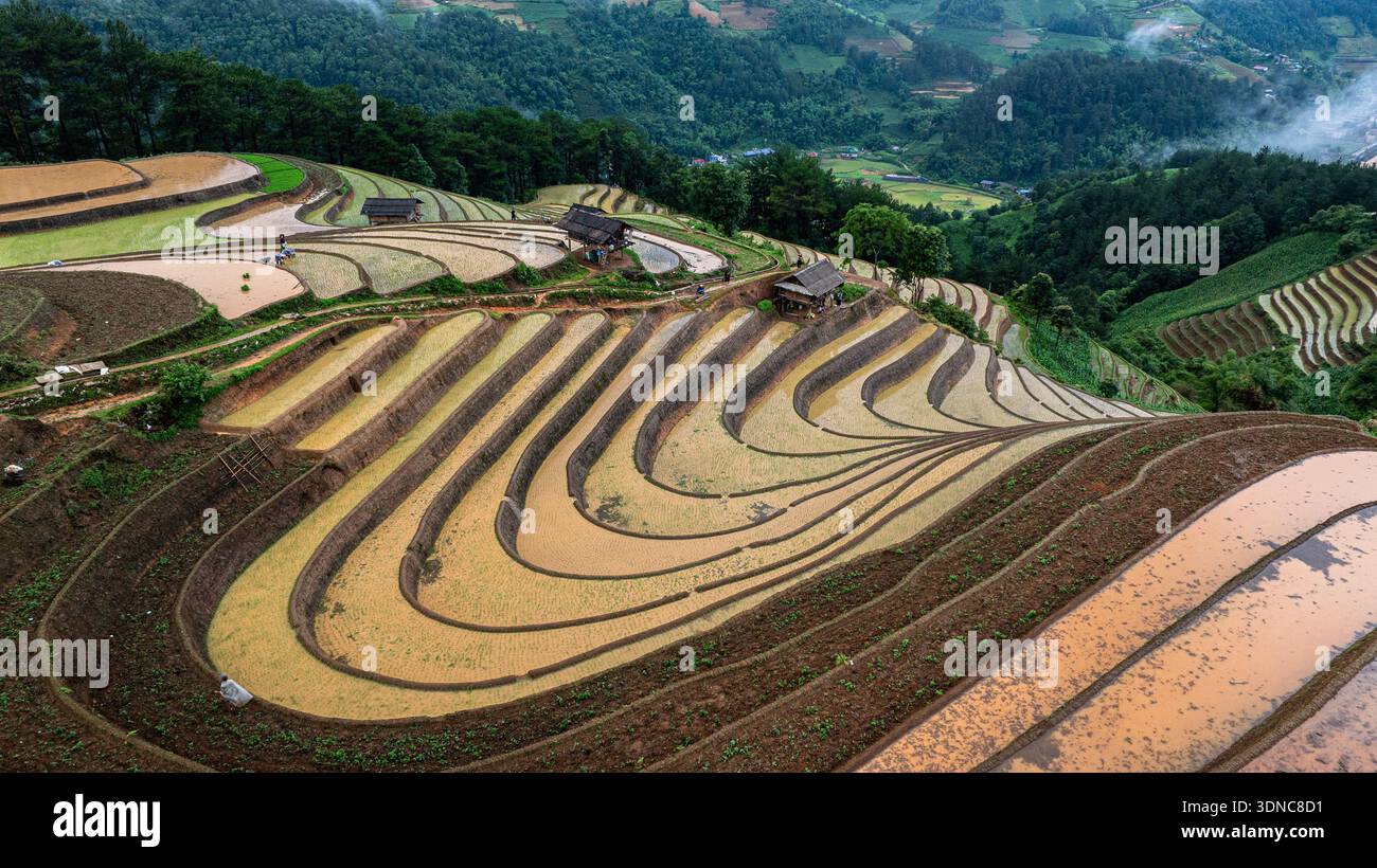 Hmong farmers prepare their fields and plant rice on terraced fields in ...