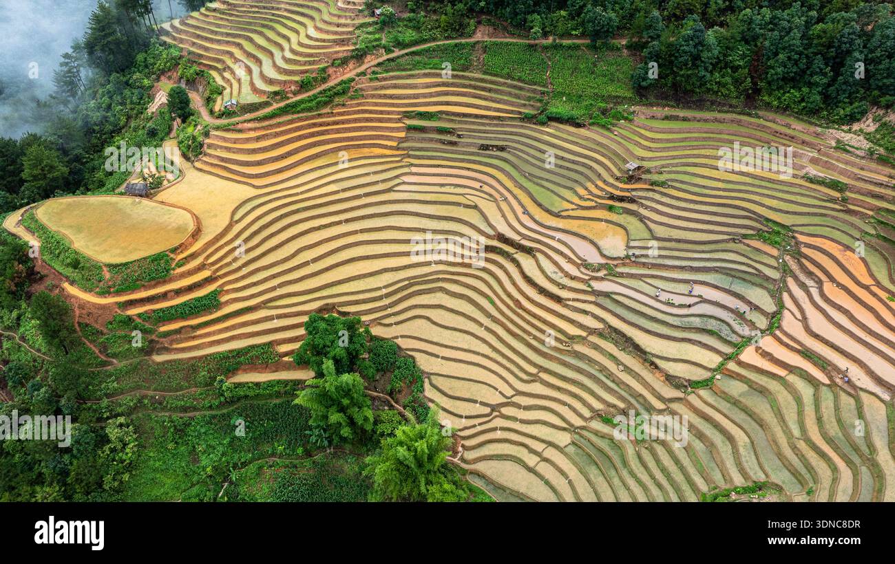 Hmong farmers prepare their fields and plant rice on terraced fields in ...