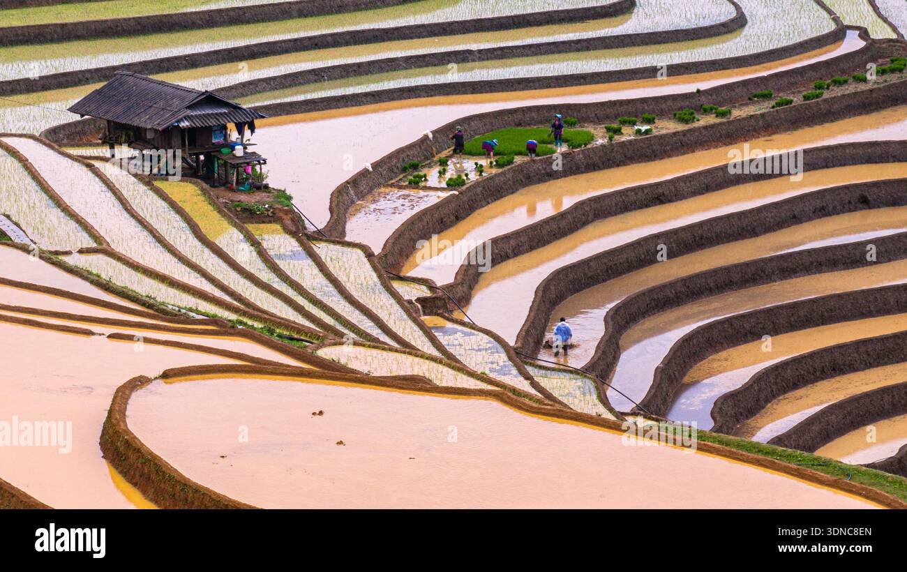 Hmong farmers prepare their fields and plant rice on terraced fields in ...