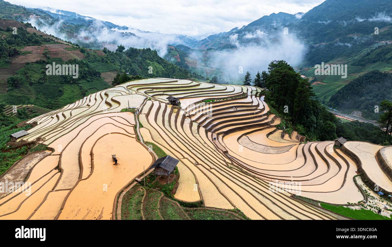 Hmong farmers prepare their fields and plant rice on terraced fields in ...