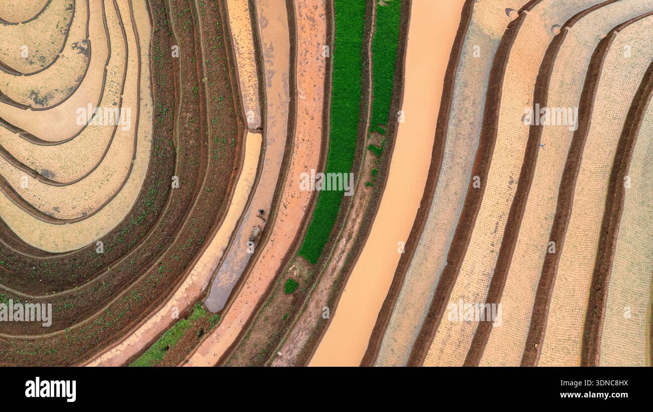 Hmong farmers prepare their fields and plant rice on terraced fields in ...