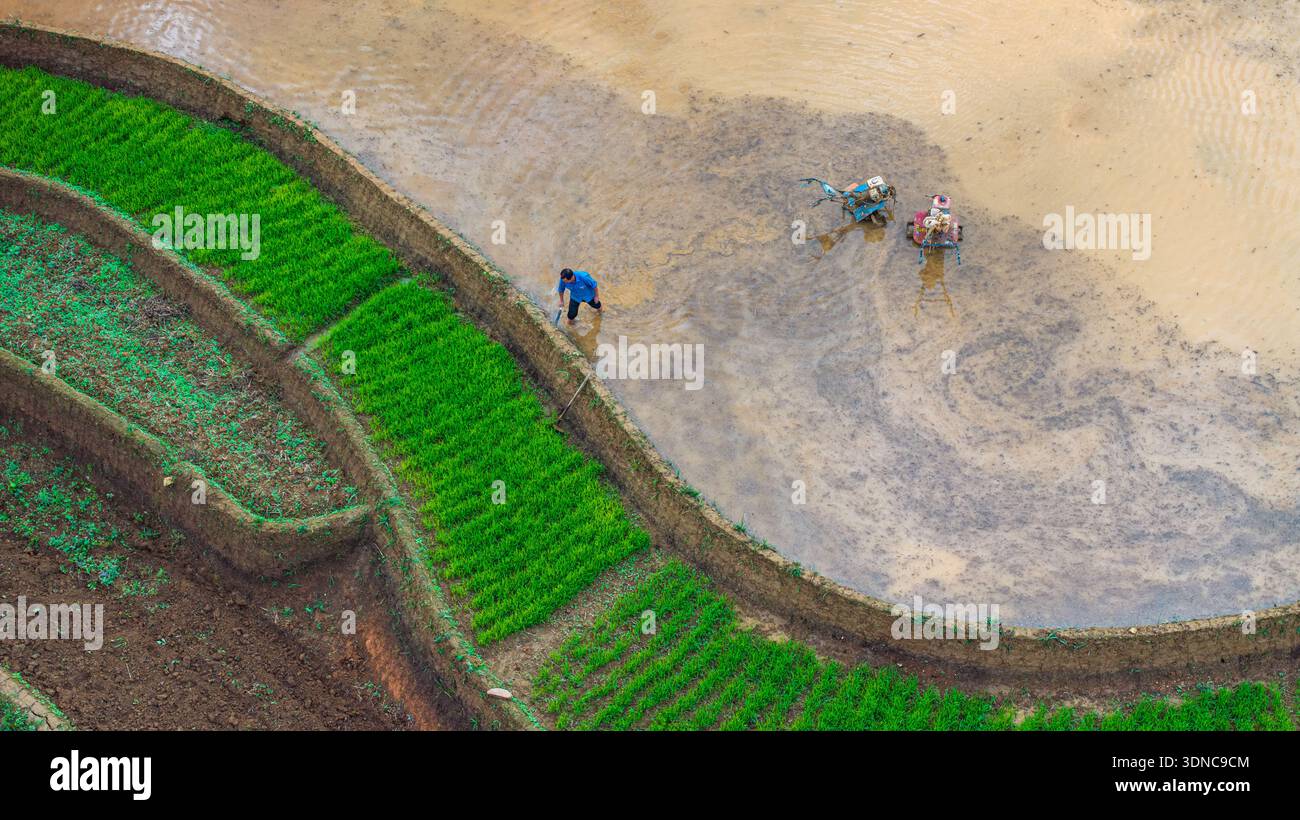 Hmong farmers prepare their fields and plant rice on terraced fields in ...