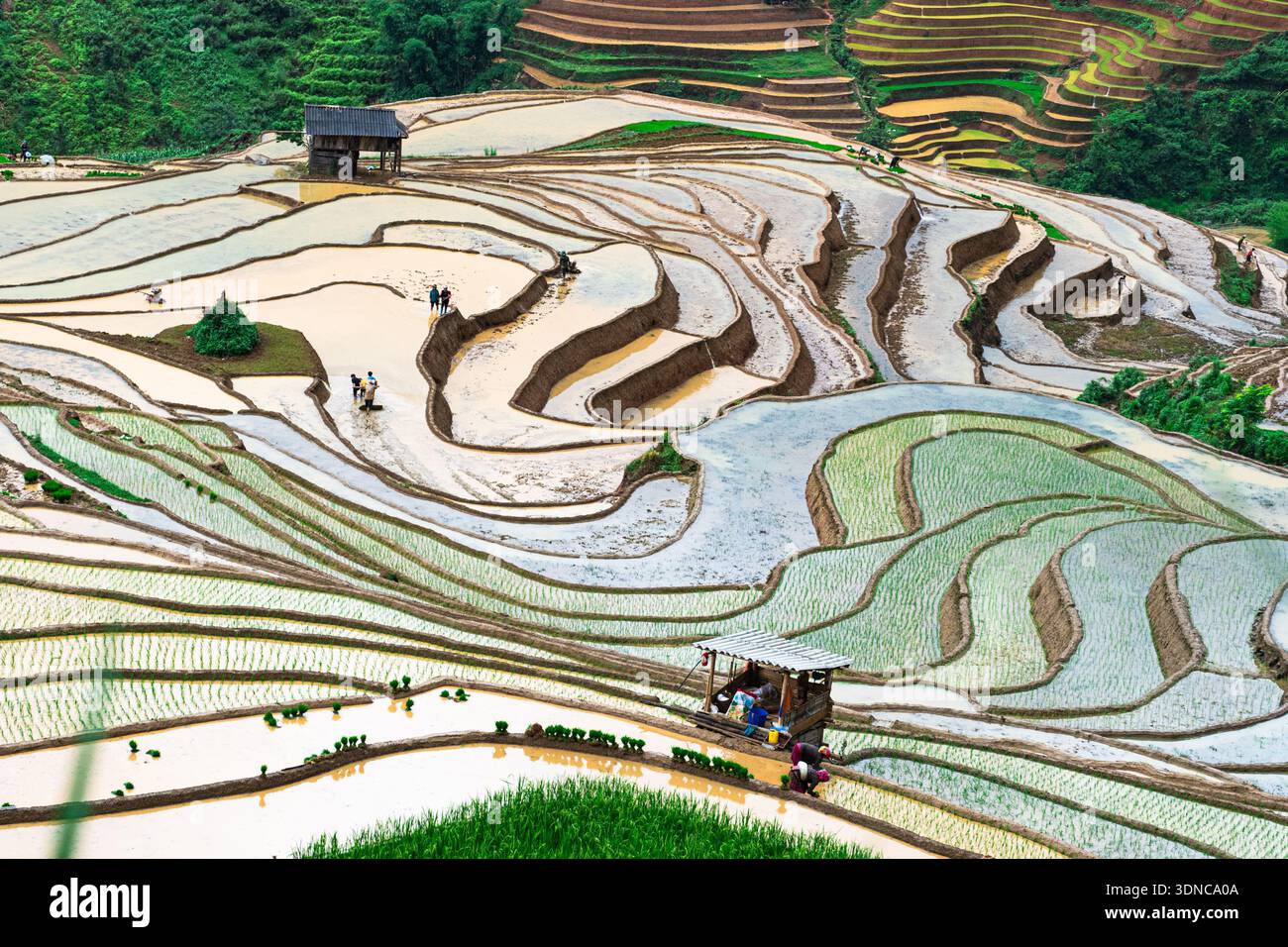 Hmong farmers prepare their fields and plant rice on terraced fields in ...