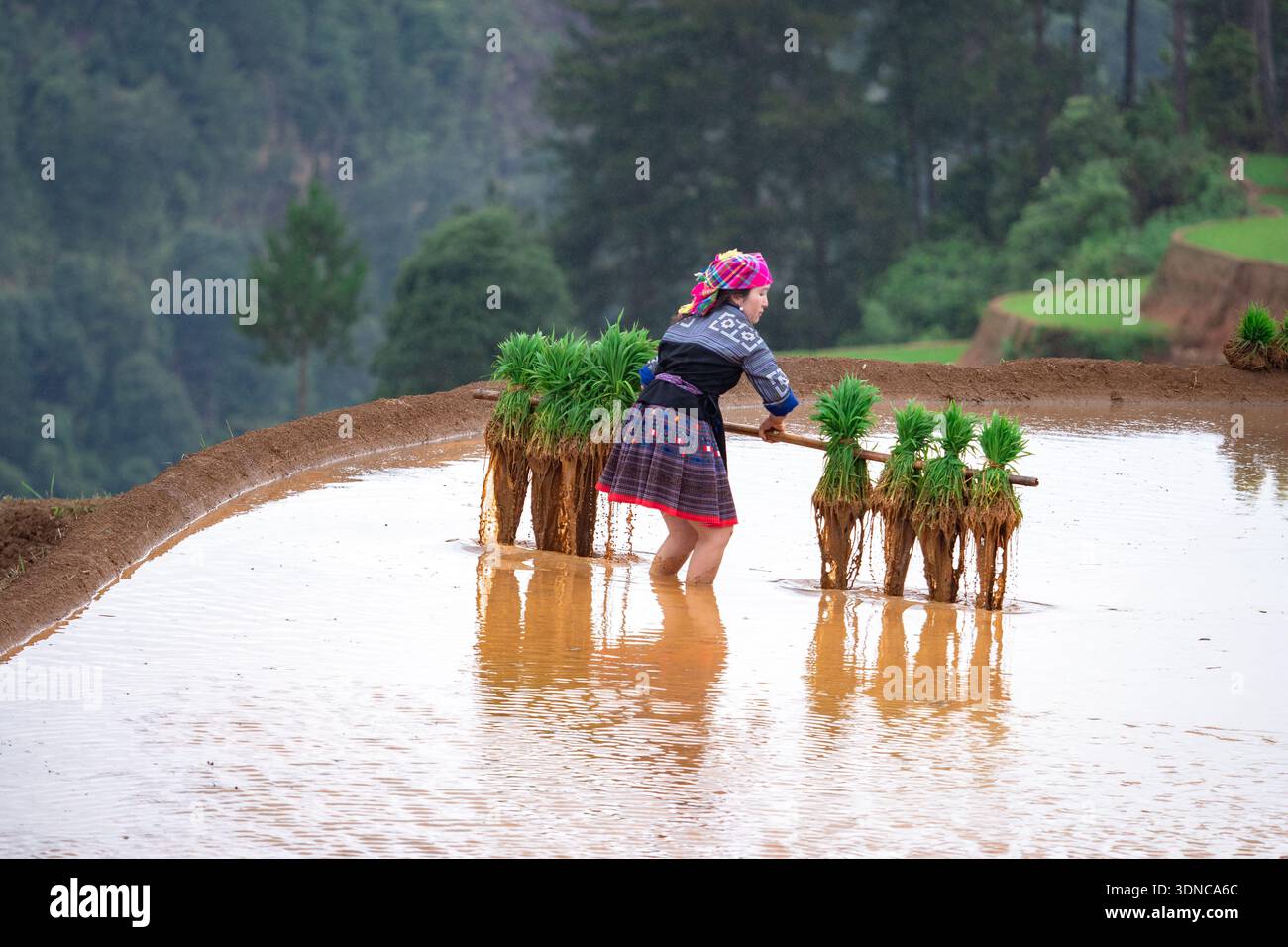 Hmong farmers prepare their fields and plant rice on terraced fields in ...
