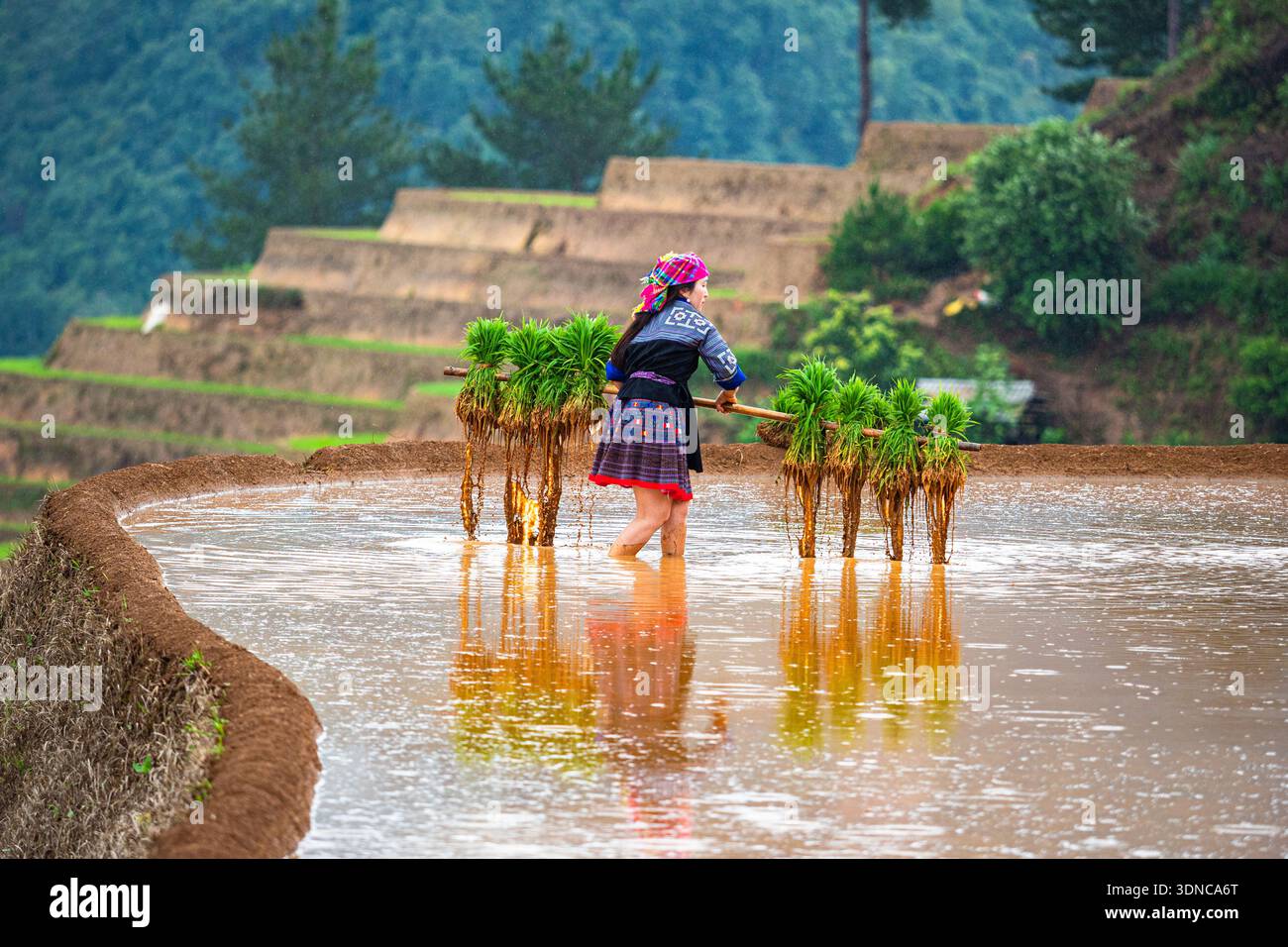 Hmong farmers prepare their fields and plant rice on terraced fields in ...