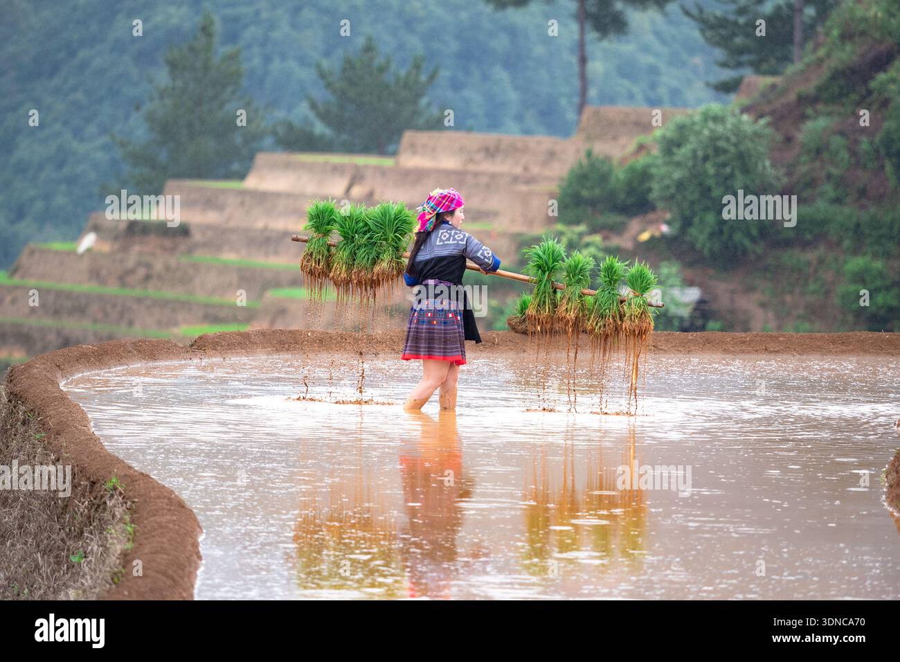 Hmong farmers prepare their fields and plant rice on terraced fields in ...