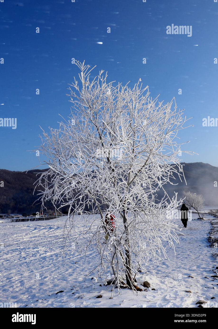 Rime scenery attracts visitors in Harbin City, northeast China's ...