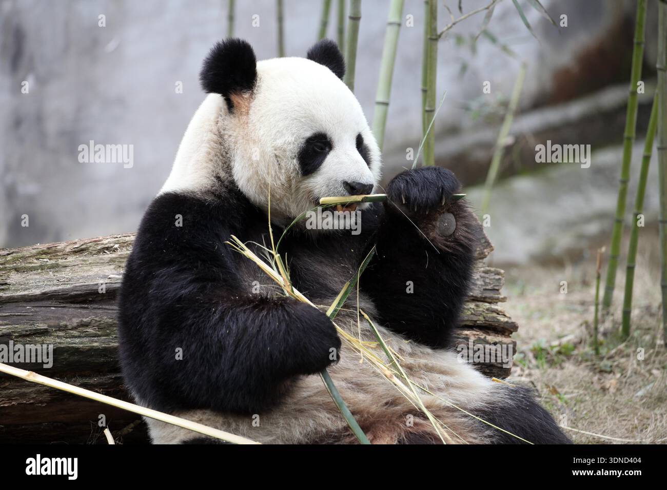 Giant pandas eat bamboos at Shunan Zhuhai Panda Base in Changning ...
