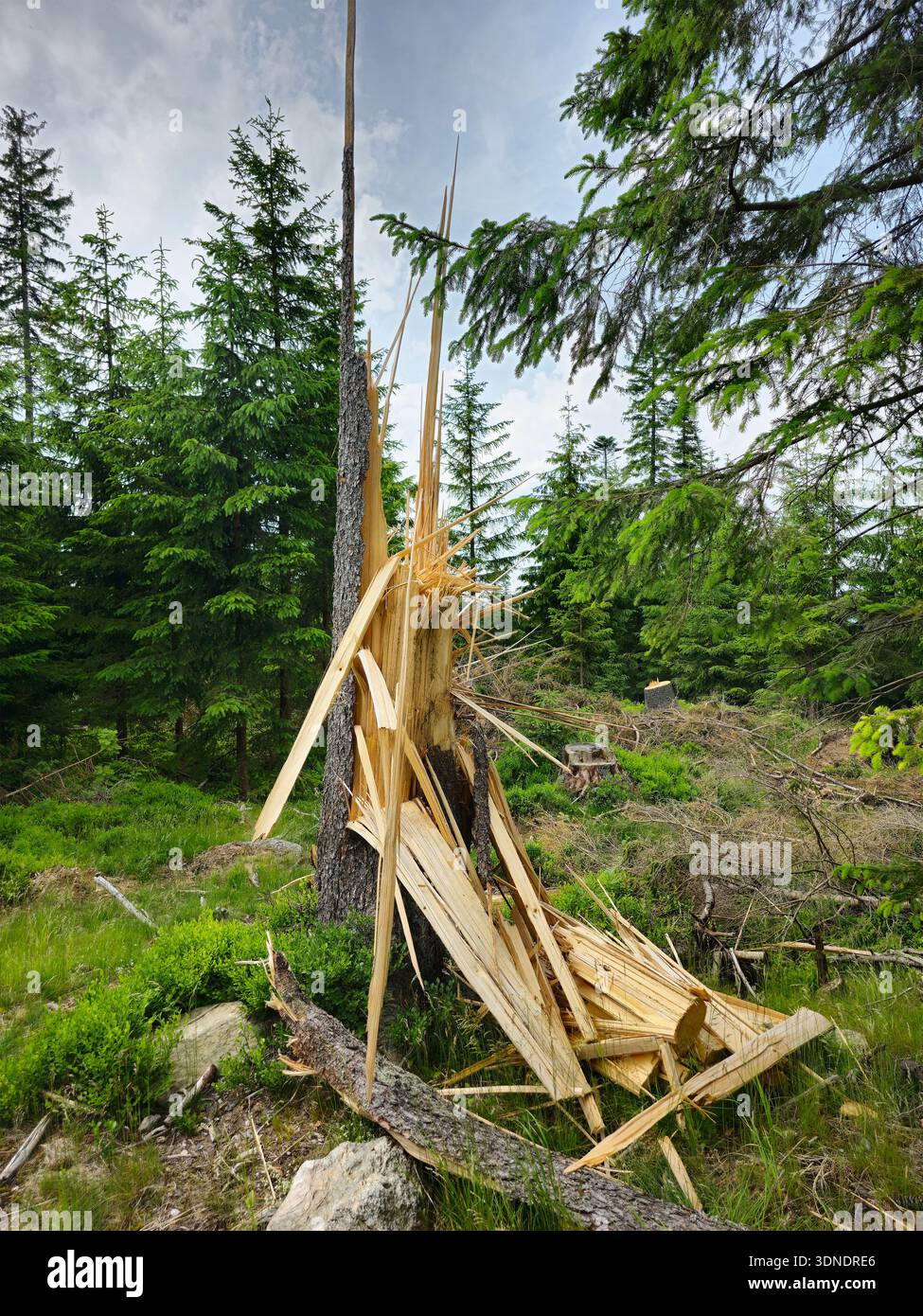 Showing heavy fir hi-res stock photography and images - Alamy