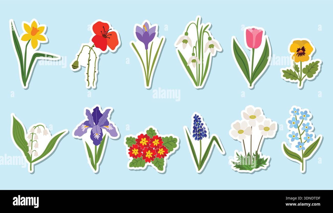 Primrose on a green background Stock Vector Images - Alamy