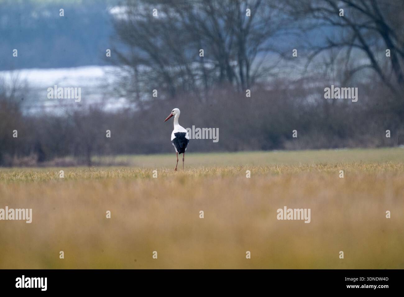 10 February 2026, Bavaria, Lahm: A stork searches for food in a wet ...