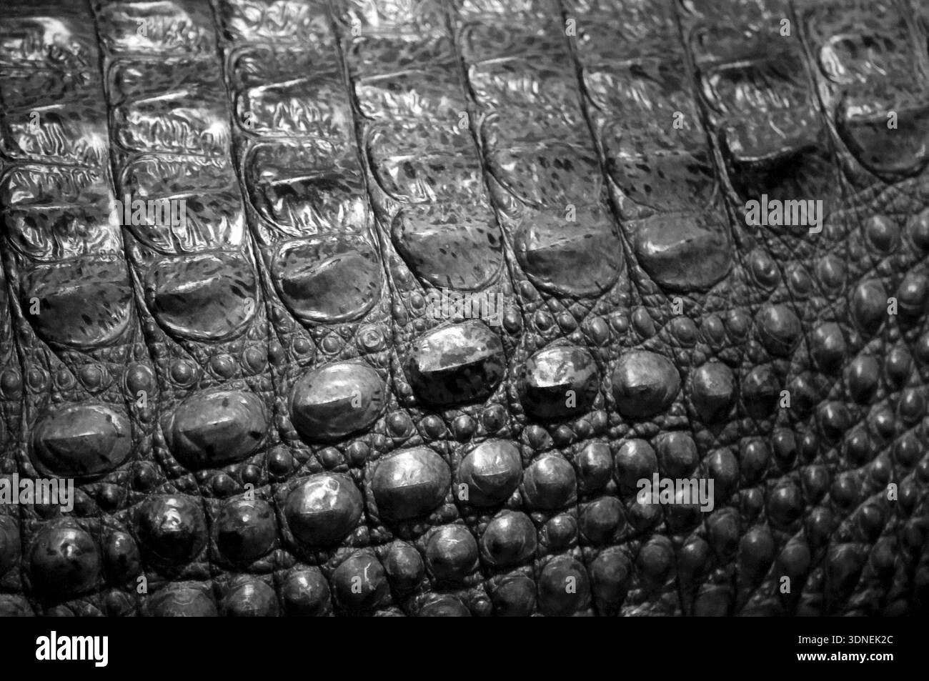 Alligator surface Black and White Stock Photos & Images - Alamy