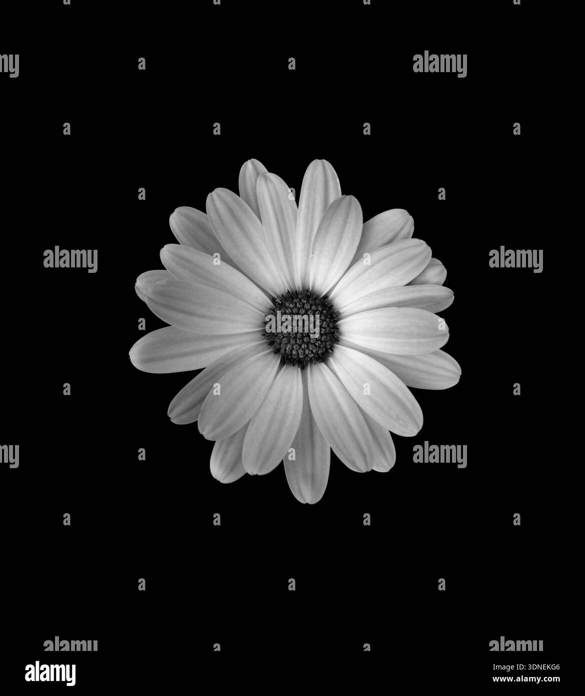 Focus on purple white Black and White Stock Photos & Images - Alamy