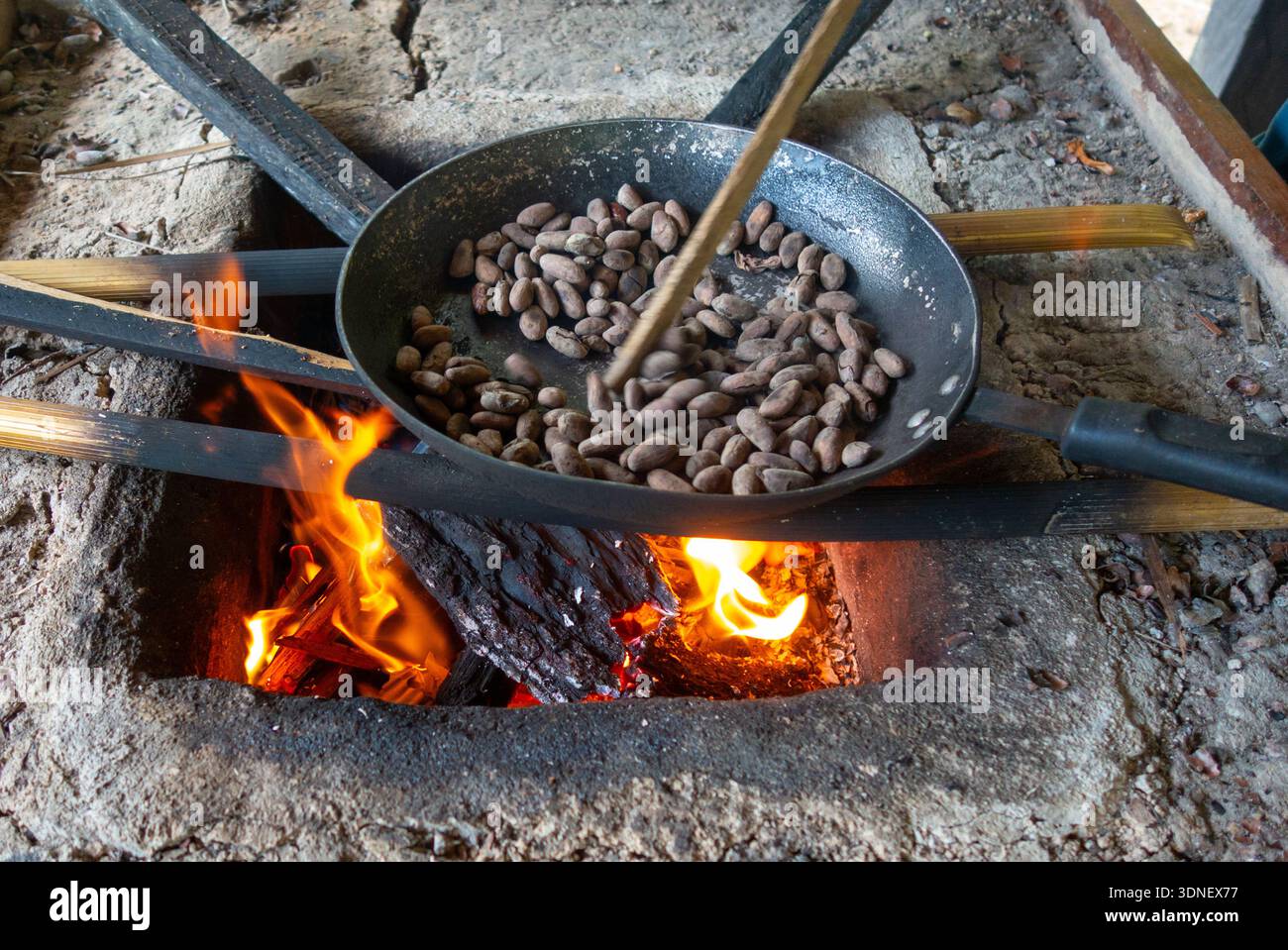 The image captures the traditional process of roasting cocoa beans over ...