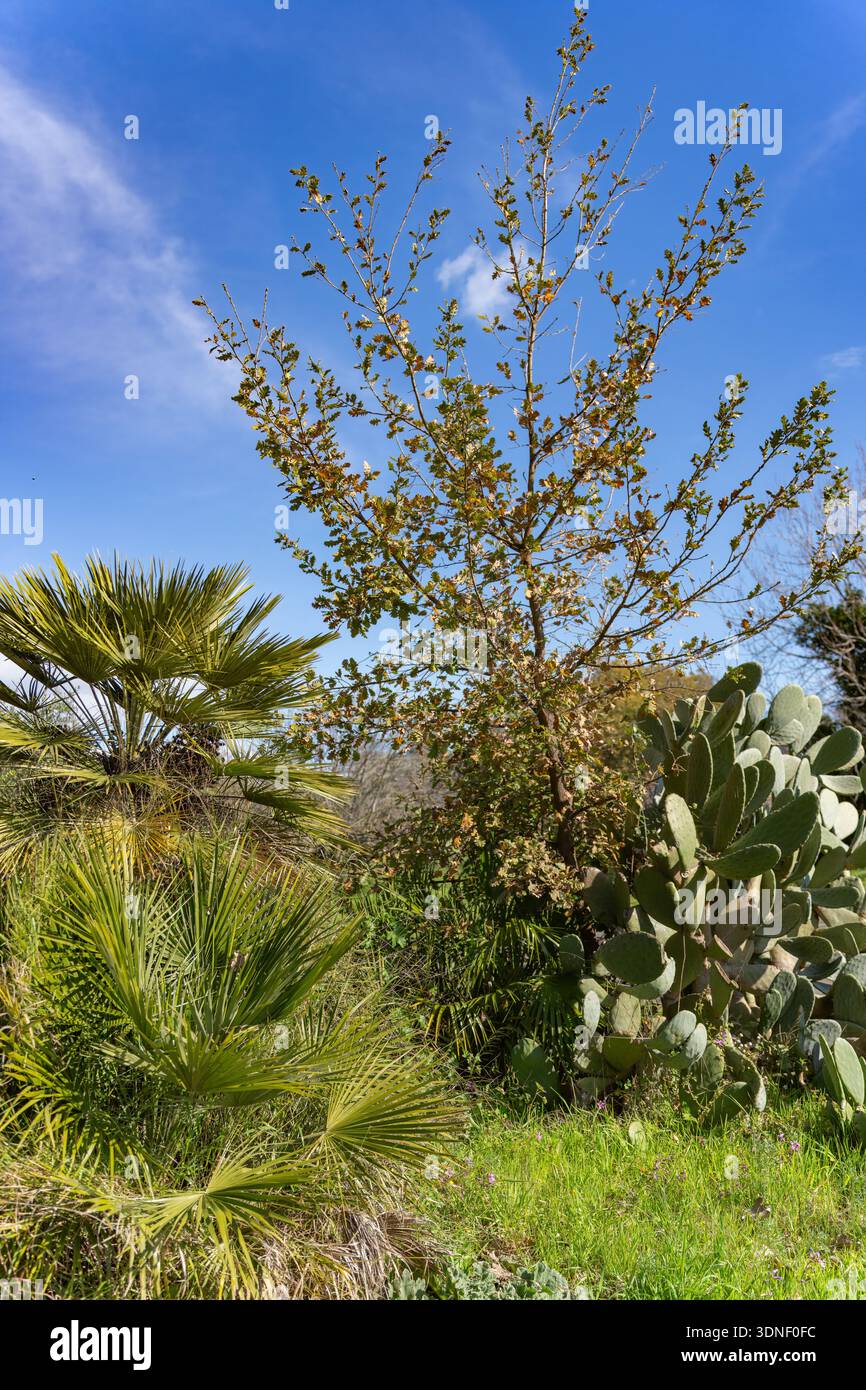 Mediterranean Garden with Chamaerops Humilis Palm, Prickly Pear Cactus ...