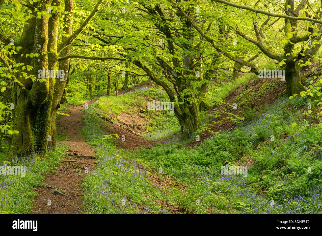 Woodland footpath through bluebells around the ramparts of Hembury Fort ...