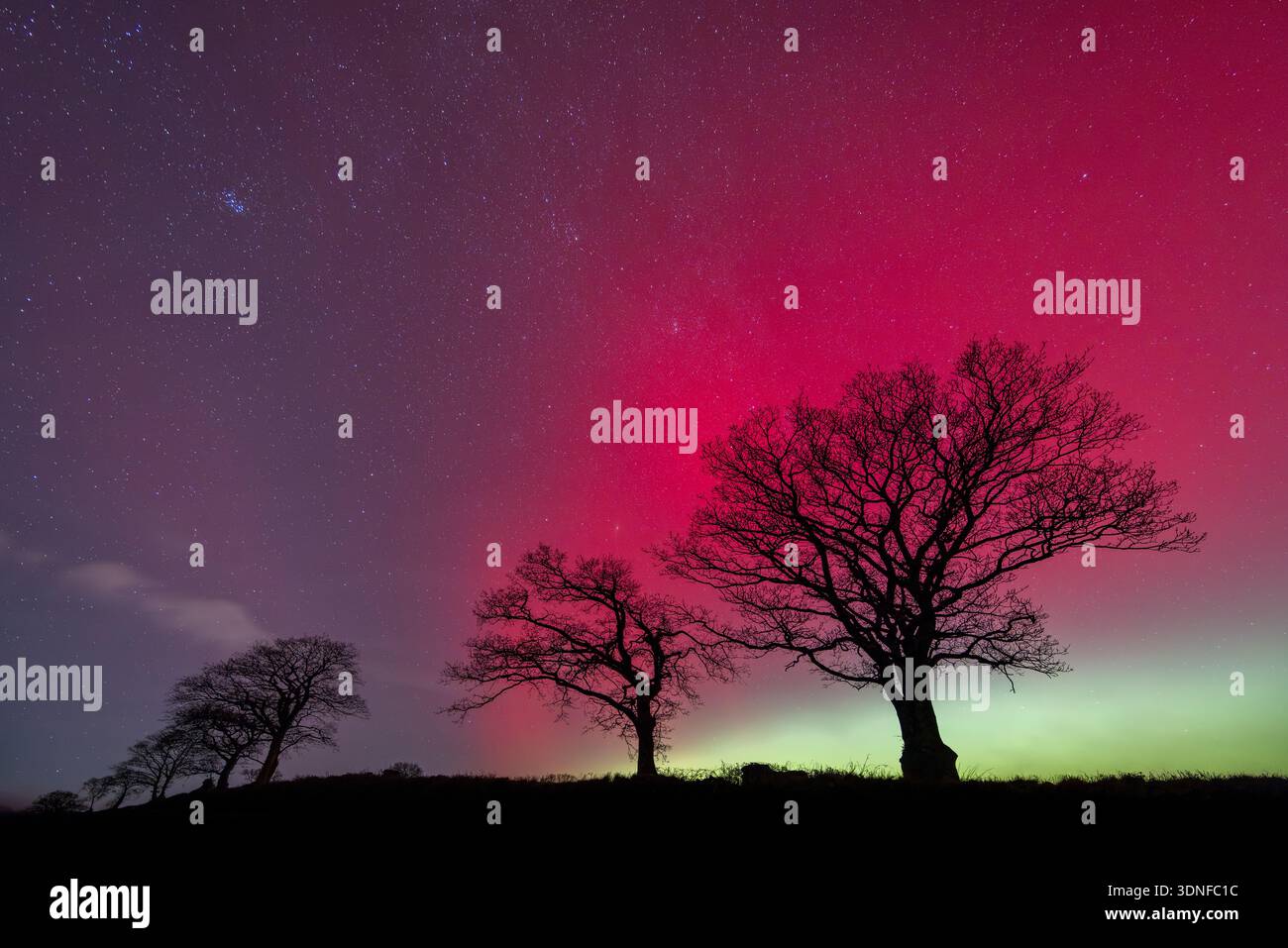 Deciduous trees backlit by the Aurora Borealis (Northern Lights), Devon ...