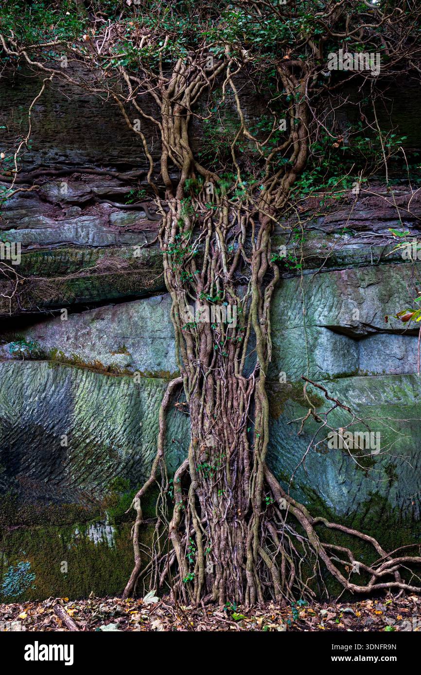 Roots growing into rock hi-res stock photography and images - Alamy