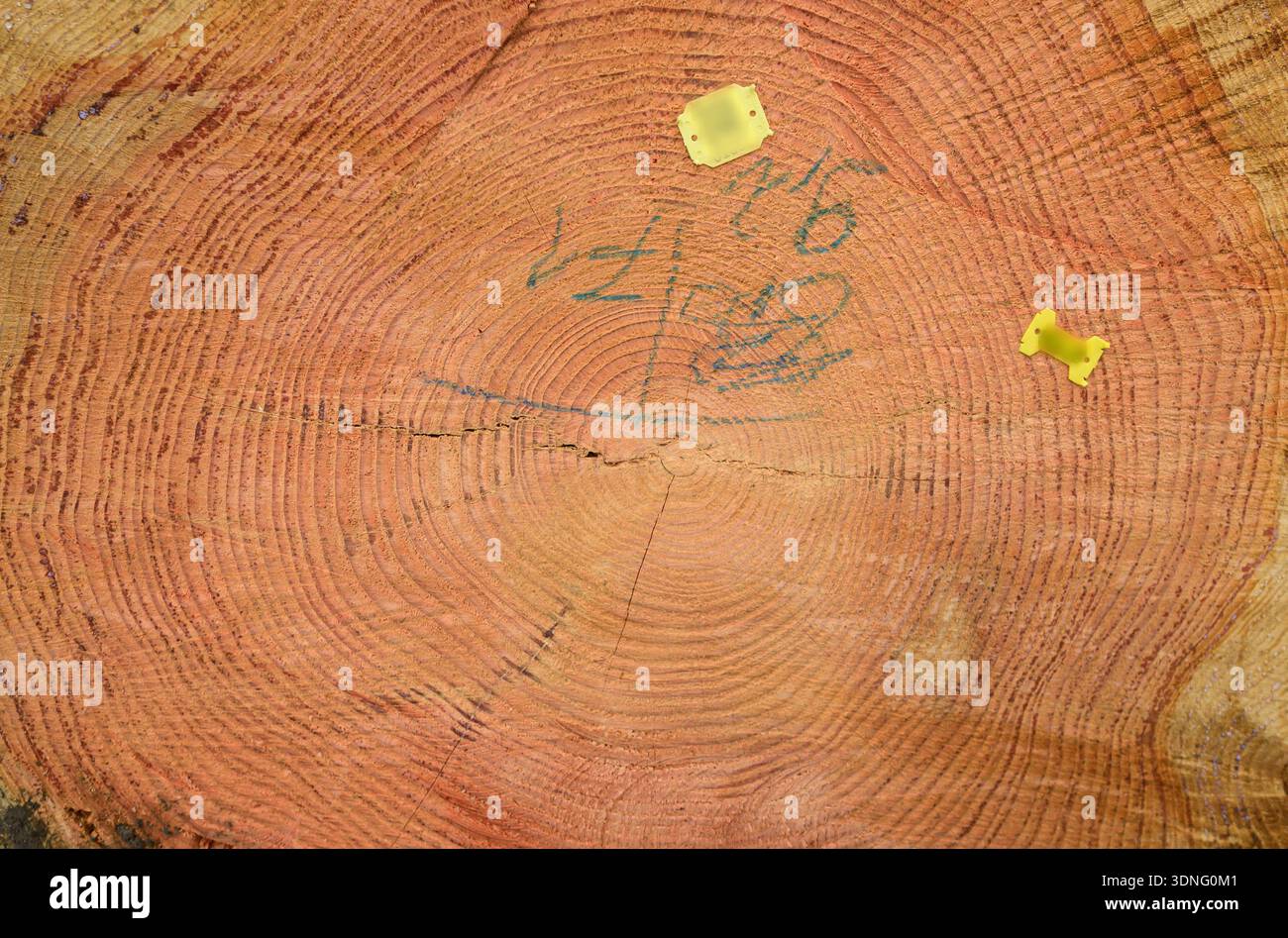 10 February 2026, Lower Saxony, Oerrel: A Douglas fir trunk is lying in ...