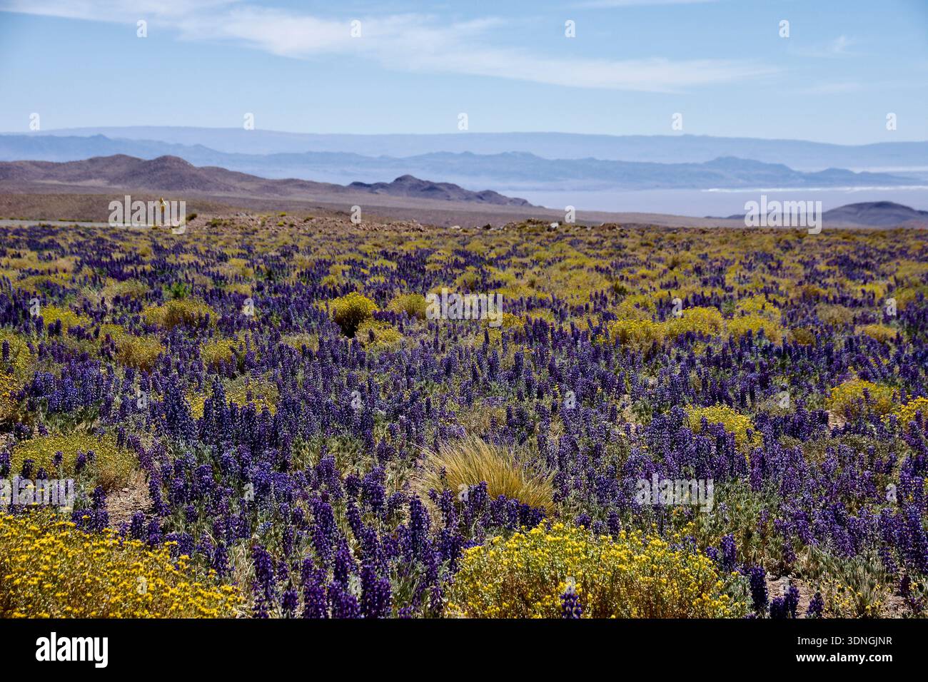 Serene forest meadow wildflowers hi-res stock photography and images ...