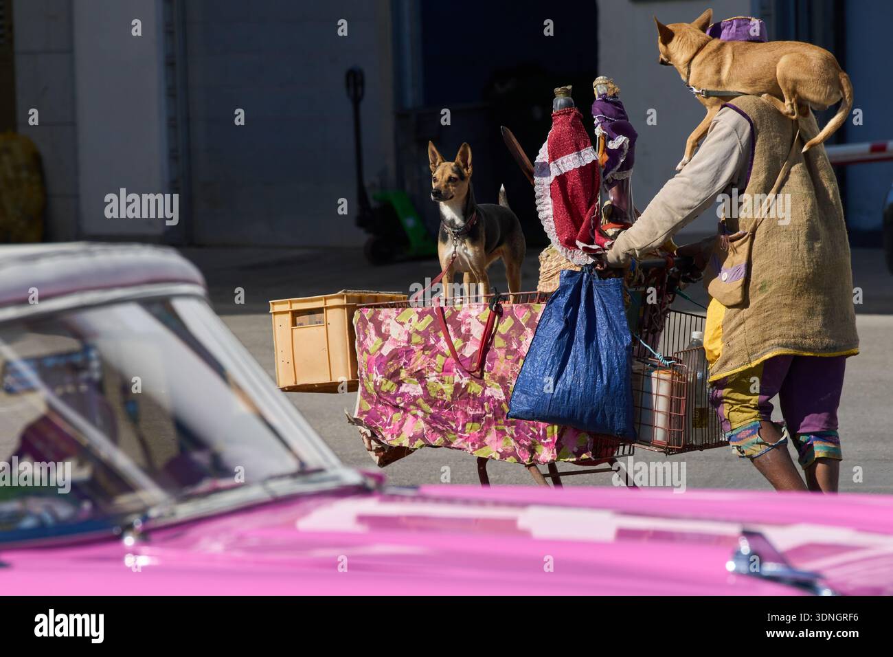 A man carrying statues of Saint Lazarus and two dogs pushes a shopping ...
