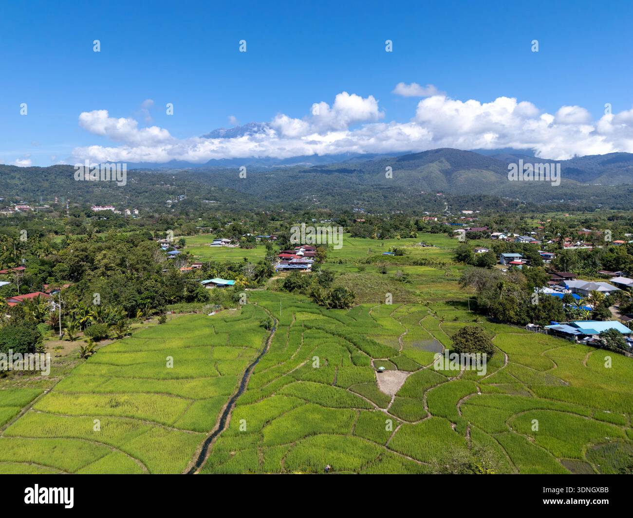 High angle view of paddy field with Mt Kinabalu view in Ranau Sabah ...