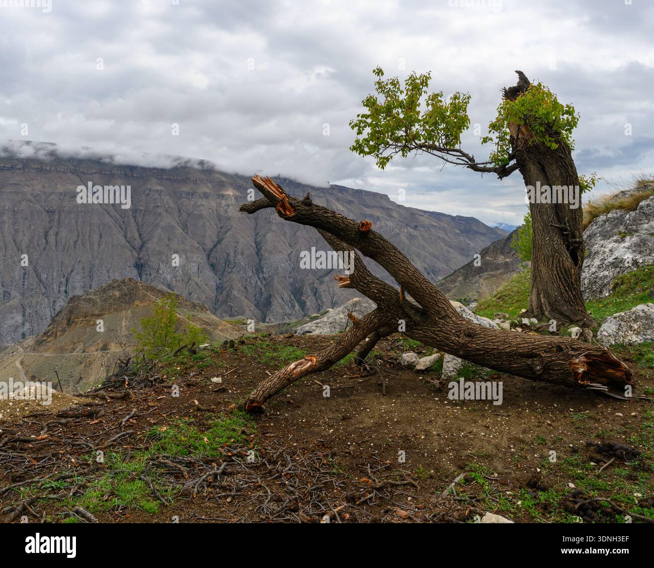 Tree on cliff overlooking hi-res stock photography and images - Alamy