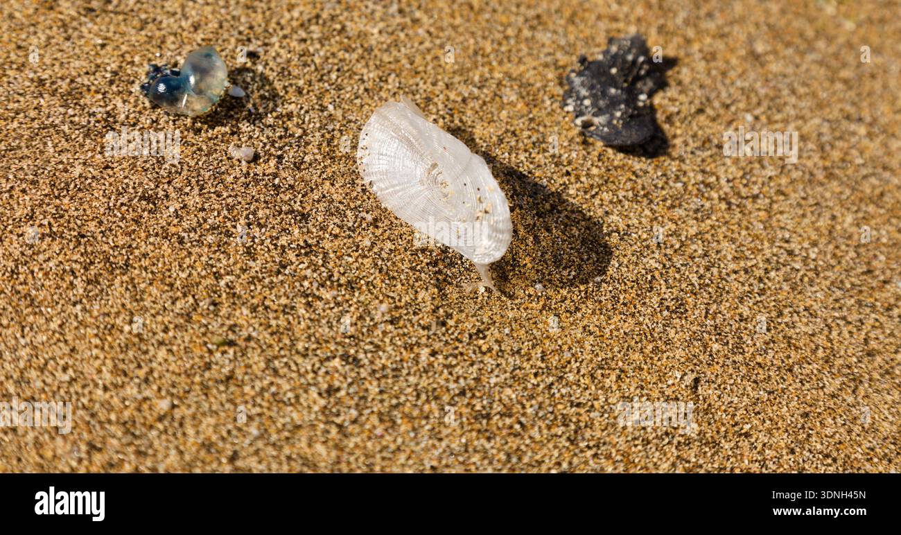 Fauna of Atlantic Ocean around Canary Islands - Velella velella, common ...