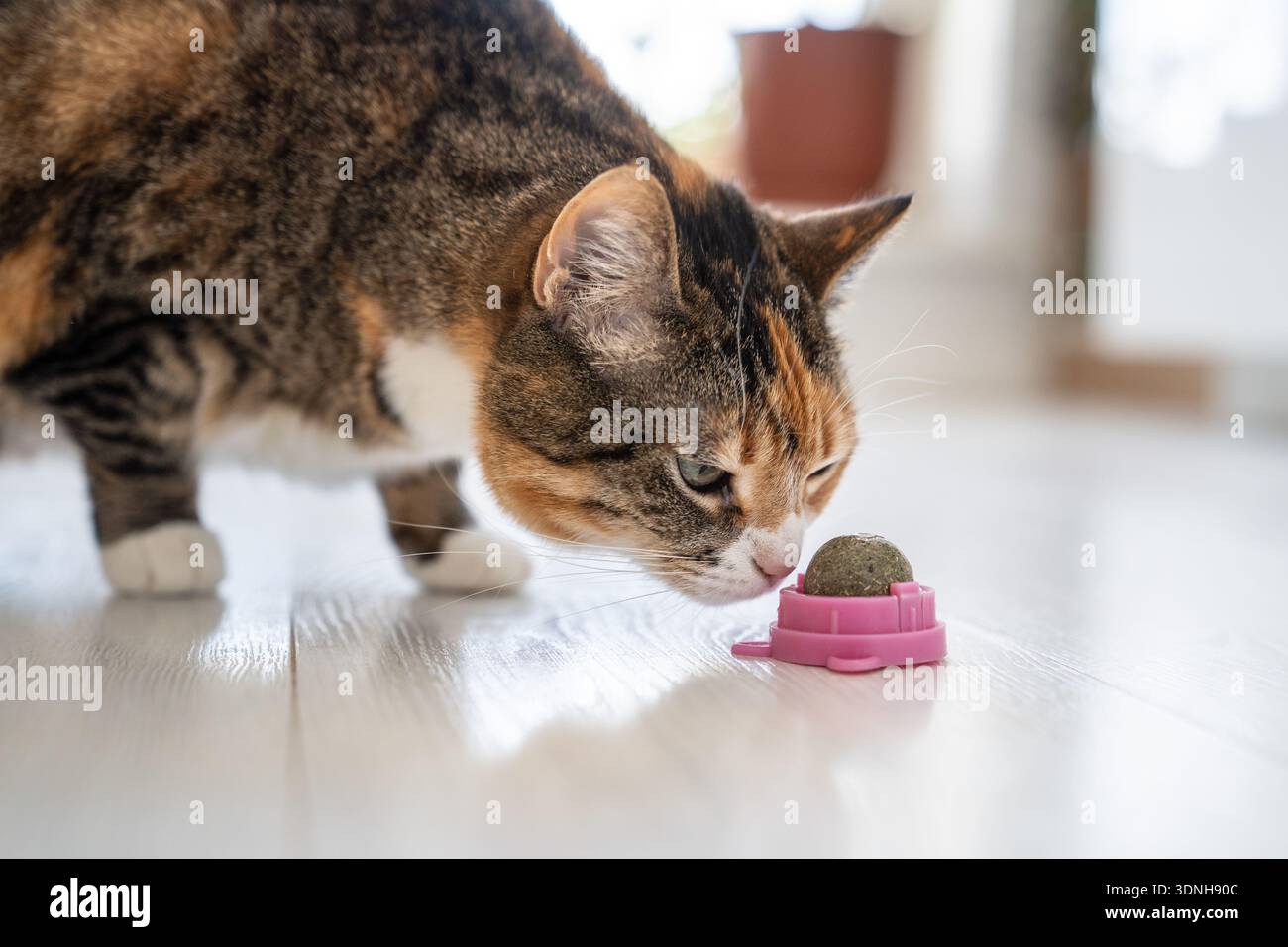 Curious calico cat sniffing hi-res stock photography and images - Alamy
