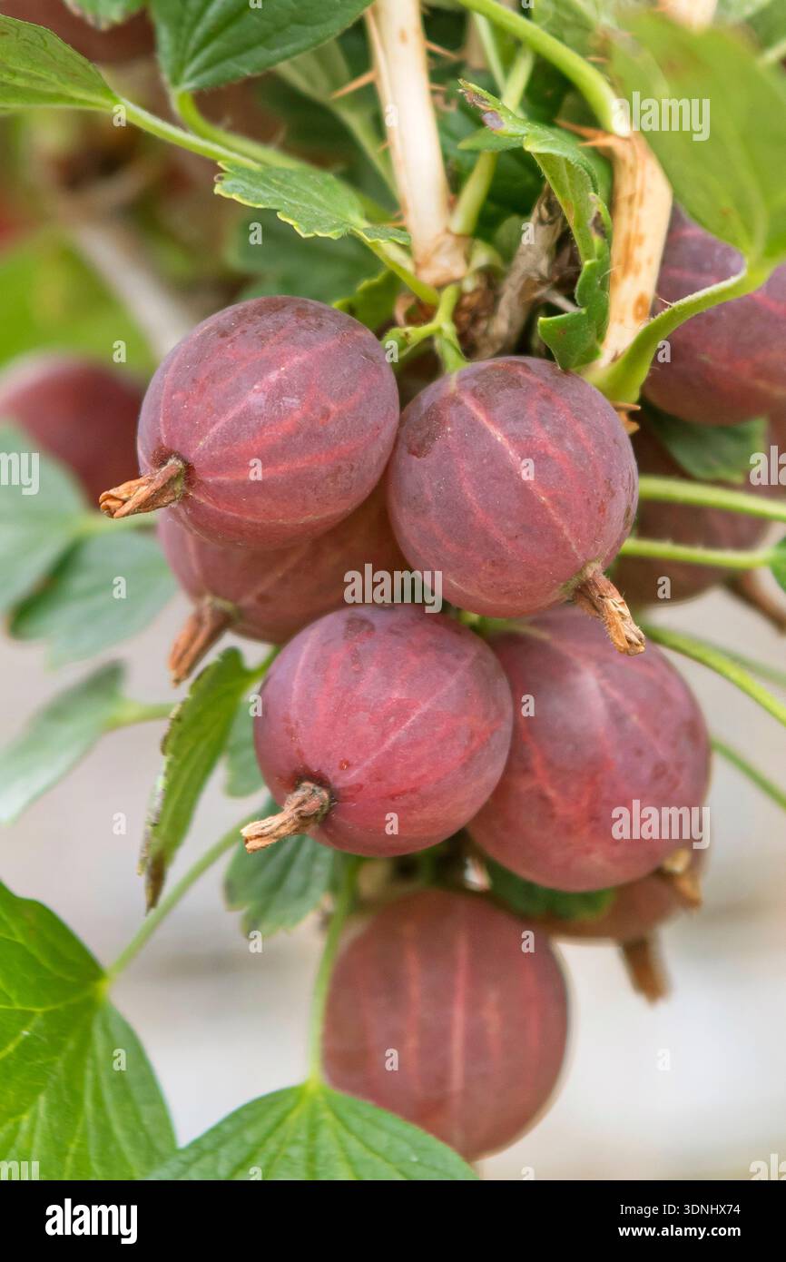 wild gooseberry, European gooseberry (Ribes uva-crispa 'Hinnonmaeki Rot ...