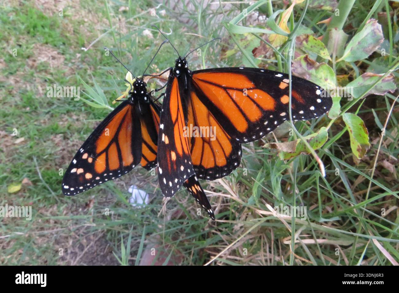 Monarch butterfly mating hi-res stock photography and images - Alamy