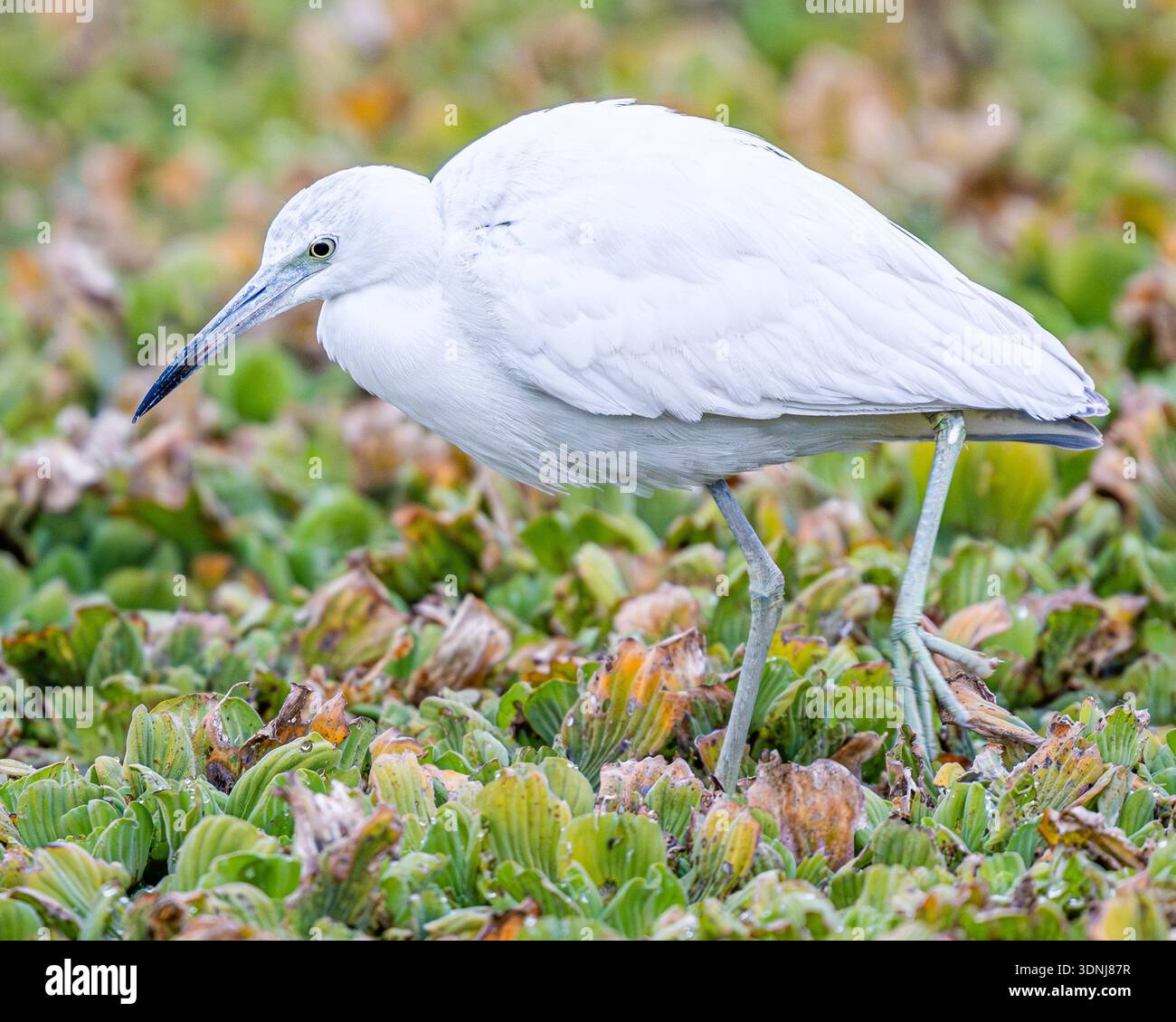 Bicolored bill heron hi-res stock photography and images - Alamy