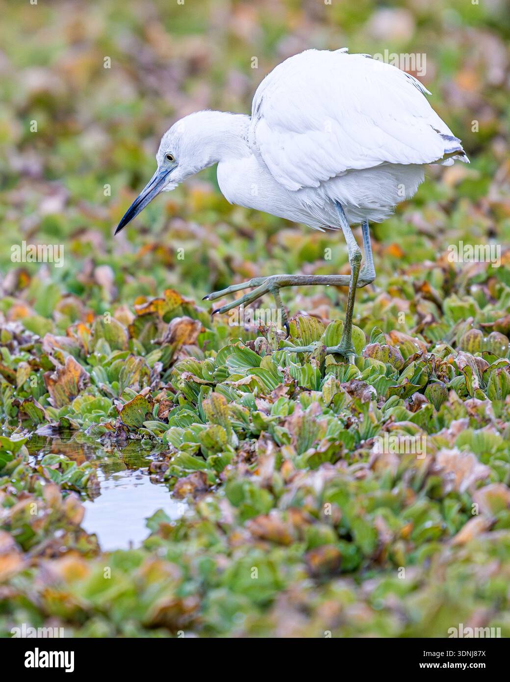 Bicolored bill heron hi-res stock photography and images - Alamy