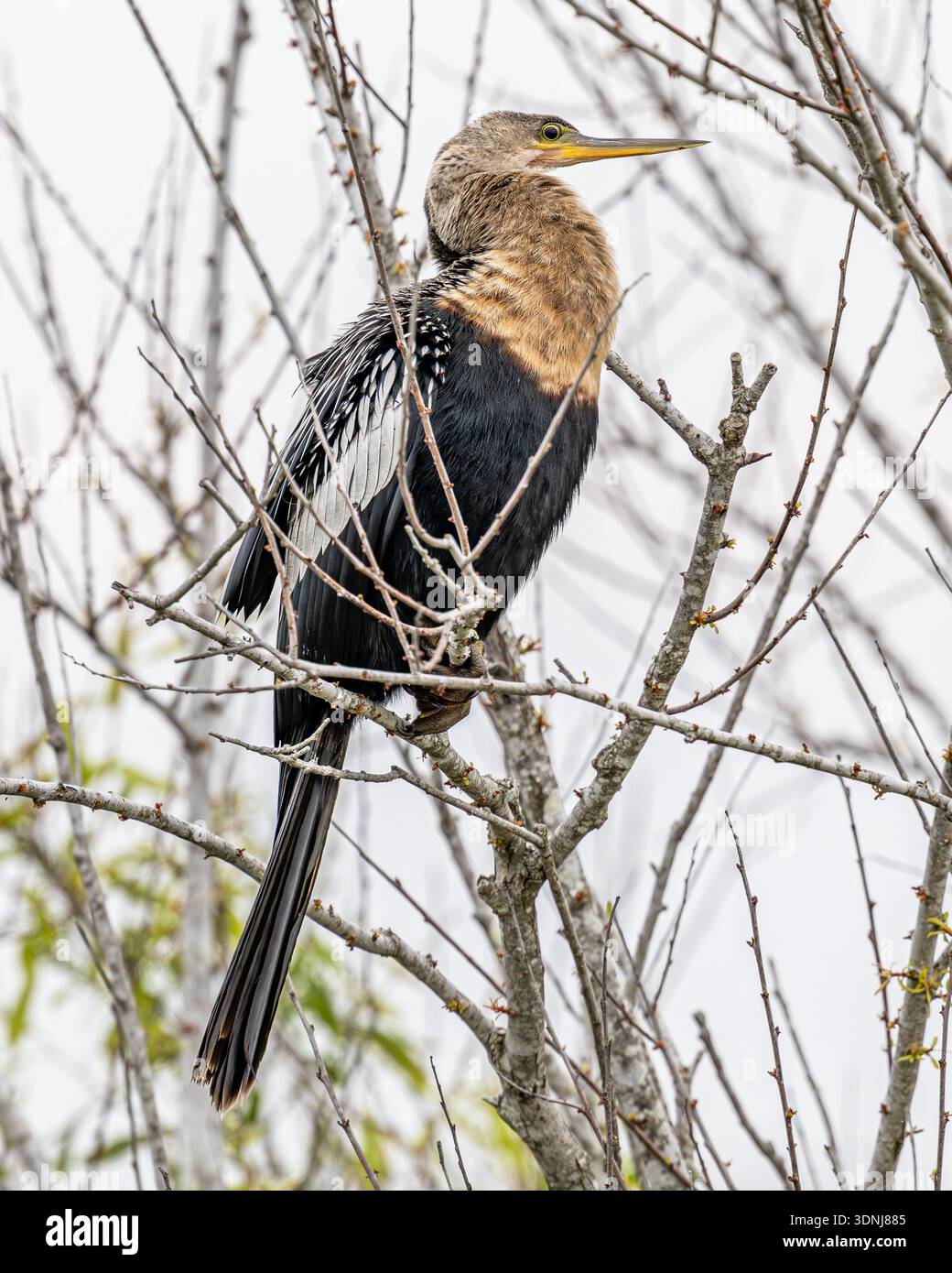 Anhinga - anhinga anhinga - in Central Florida wetlands habitat - water ...