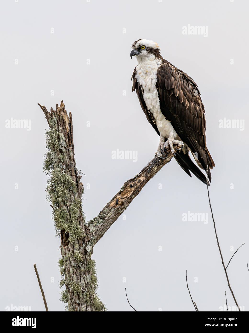 Osprey Pandion - haliaetus perched on broken dead tree aka. sea hawk ...