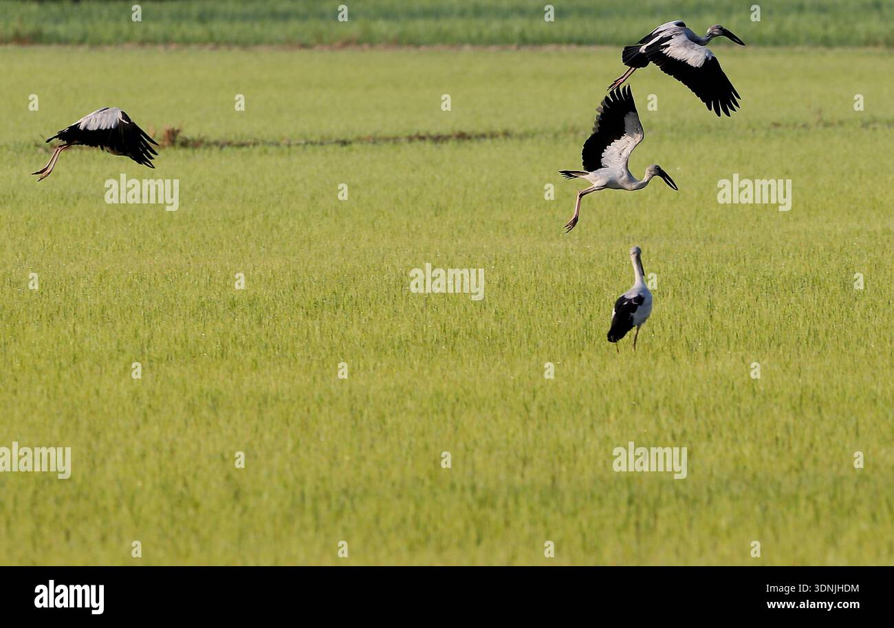 Storks fly over rice hi-res stock photography and images - Alamy