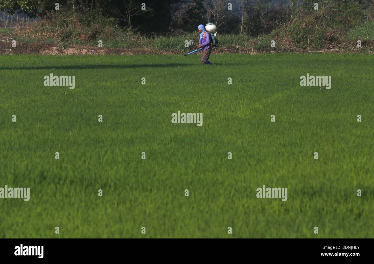 A Thai farmer sprays fertilizers over his rice field during sunrise in ...