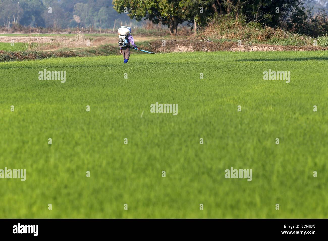 A Thai farmer sprays fertilizers over his rice field during sunrise in ...