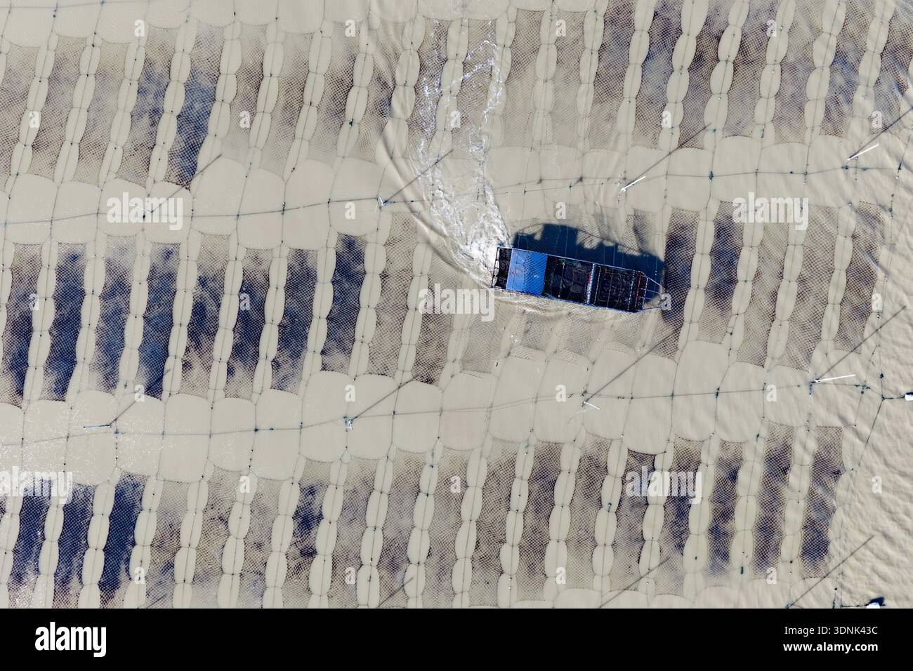 Aerial photo shows fishermen harvesting laver at Haizhou Bay fishing ...