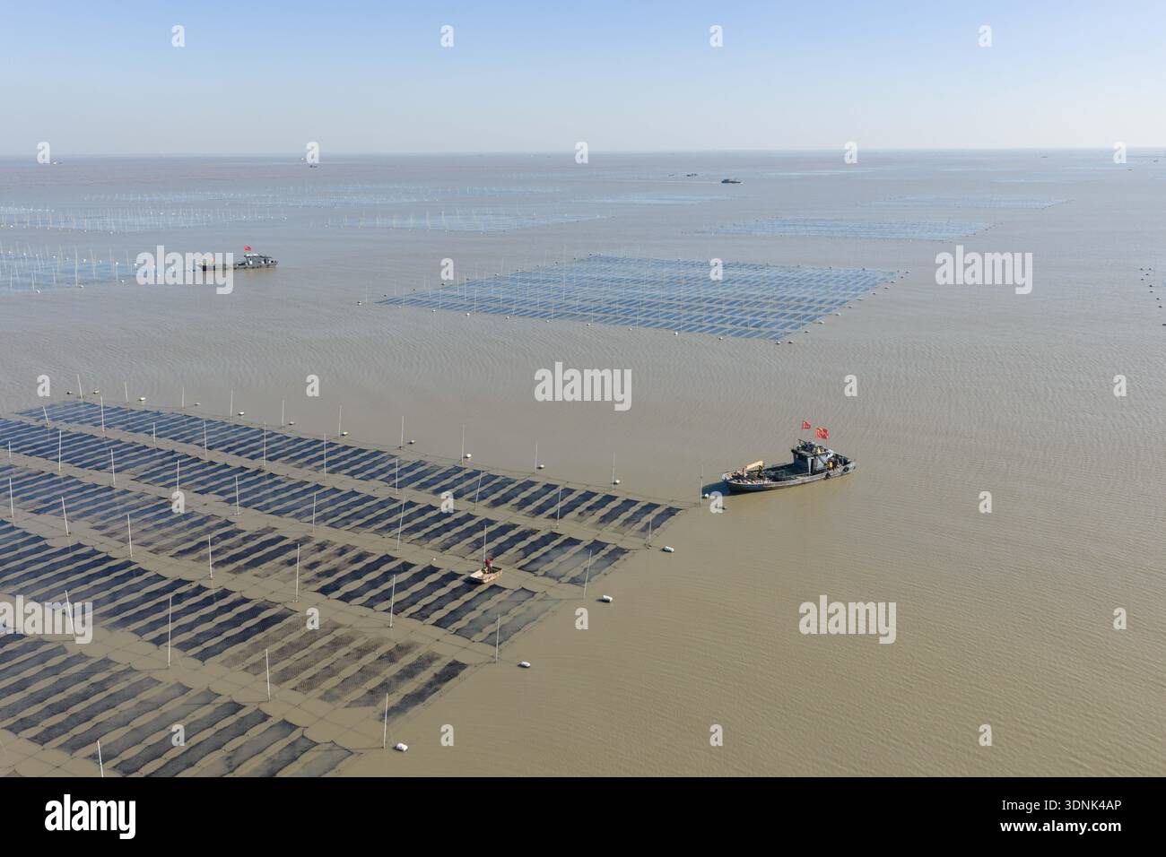 Aerial photo shows fishermen harvesting laver at Haizhou Bay fishing ...