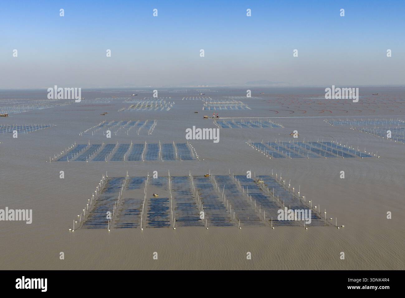 Aerial photo shows fishermen harvesting laver at Haizhou Bay fishing ...