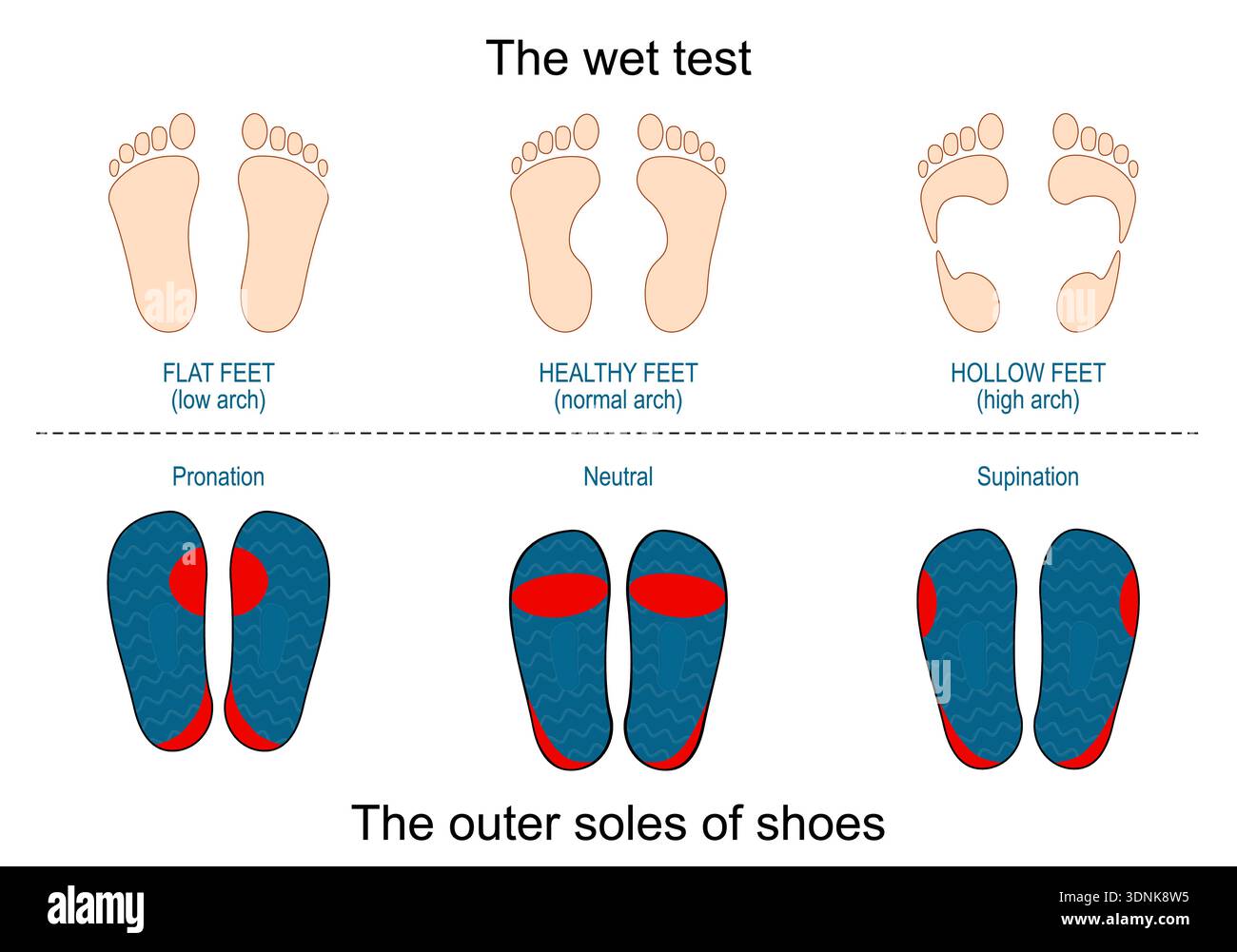 Supination and pronation Stock Vector Images - Alamy