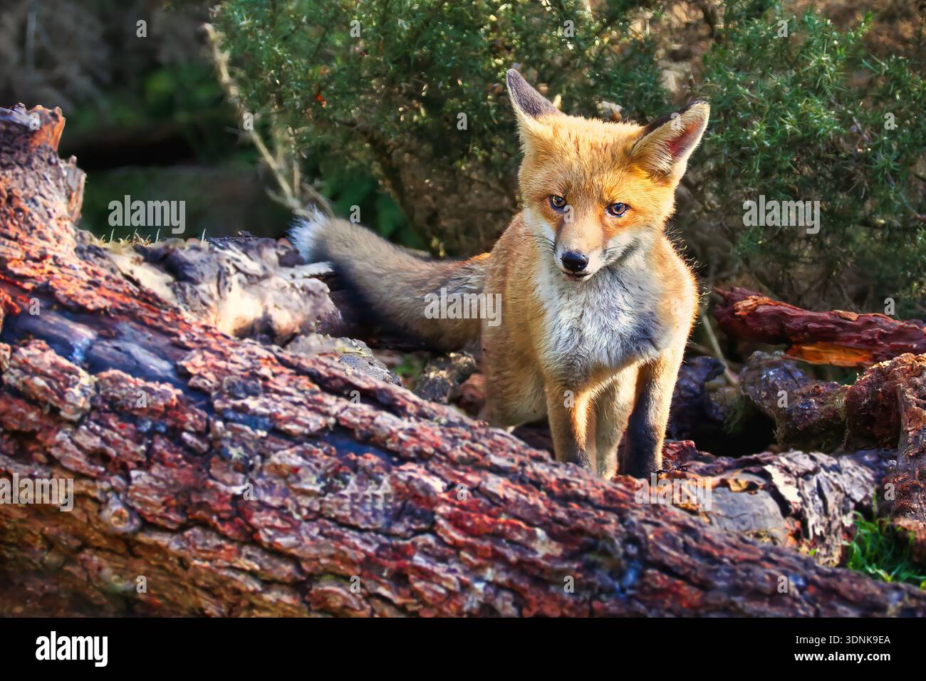 a young inquisitive red fox, Vulpes vulpes, climbing over a fallen tree ...